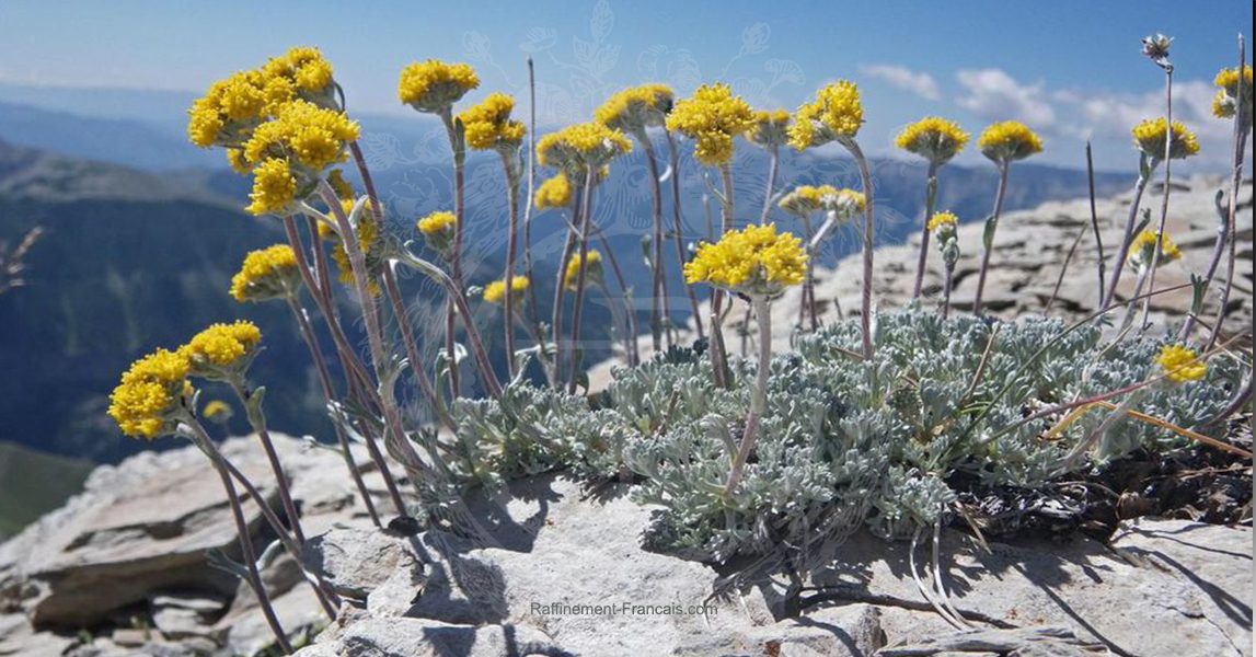 How Genepi is made: the secrets of this Alpine liqueur - Eyguebelle