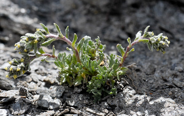 How Genepi is made: the secrets of this Alpine liqueur - Eyguebelle