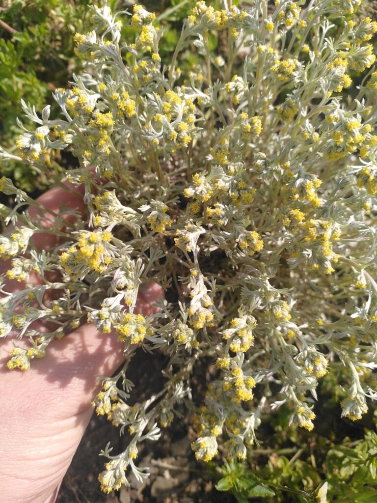 How Genepi is made: the secrets of this Alpine liqueur - Eyguebelle